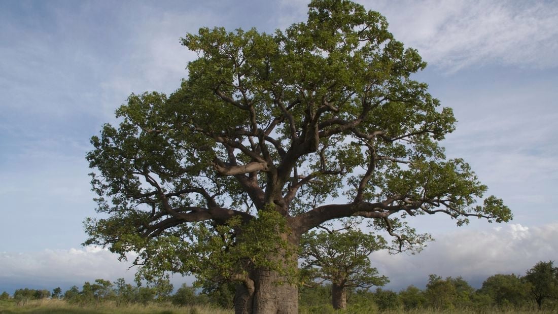 NP Nutra Ingredient of the Month: Baobab – NP Nutra® – Wholesale Bulk ...