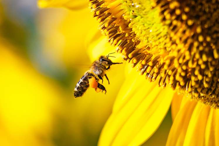 NP Nutra Ingredient of the Month: Bee Pollen – NP Nutra® – Wholesale ...