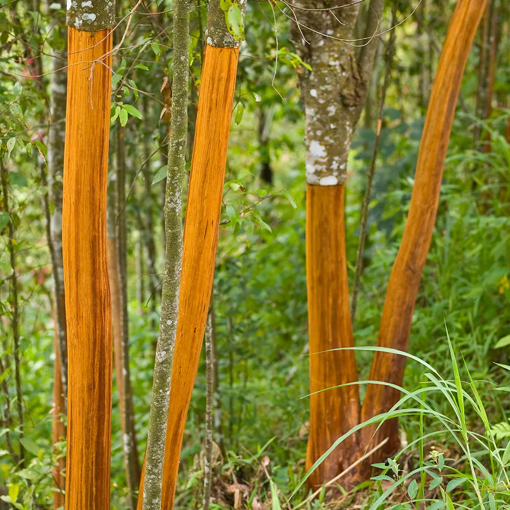 NP Nutra Ingredient of the Month: Ceylon Cinnamon - NP Nutra ...