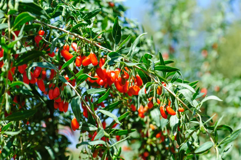 NP Nutra Ingredient of the Month: Goji - NP Nutra® - Wholesale Bulk Raw ...