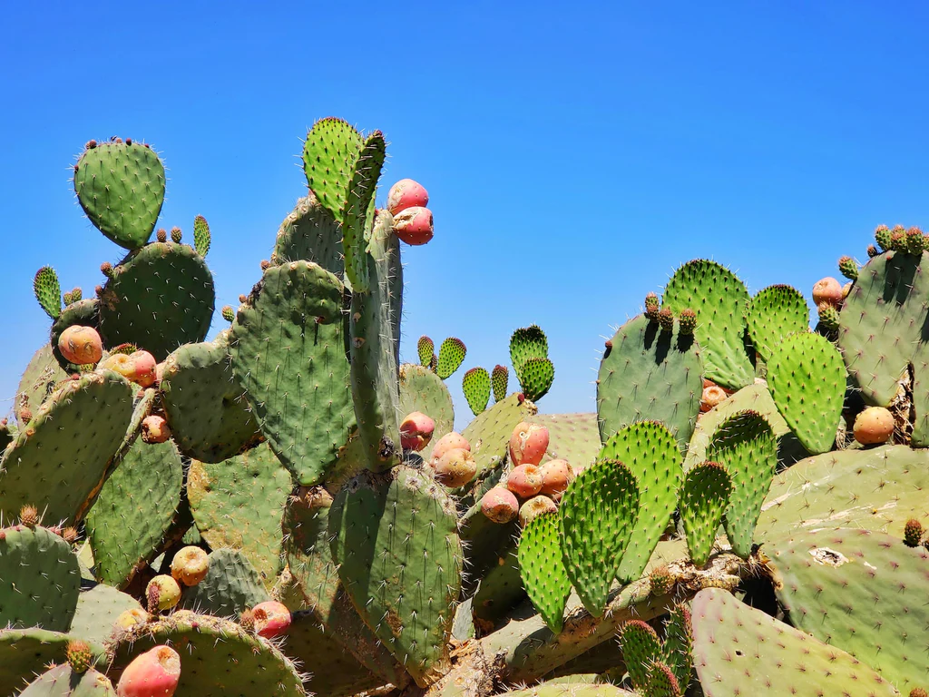 NP Nutra Ingredient of the Month: Nopal - NP Nutra® - Wholesale Bulk ...