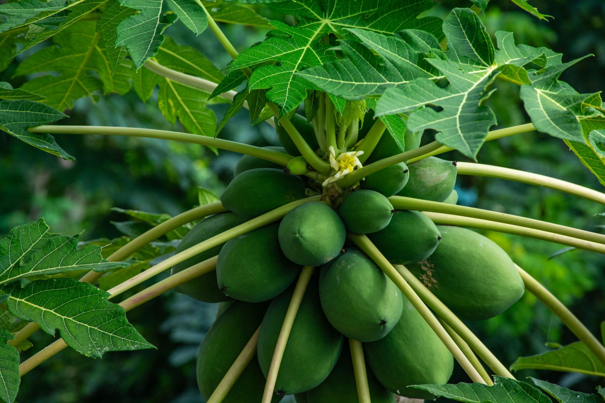 NP Nutra Ingredient of the Month: Papaya – NP Nutra® – Wholesale Bulk ...