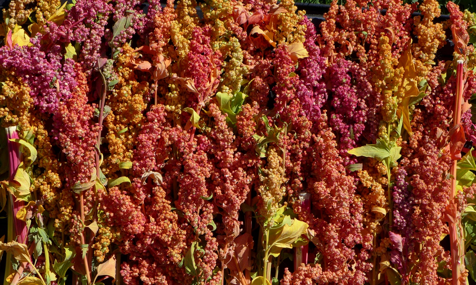NP Nutra Ingredient of the Month: Quinoa - NP Nutra® - Wholesale Bulk ...