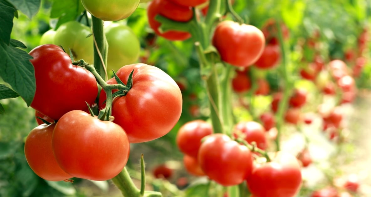 Ingredient of the Month – Tomato Powder – NP Nutra® – Wholesale Bulk ...