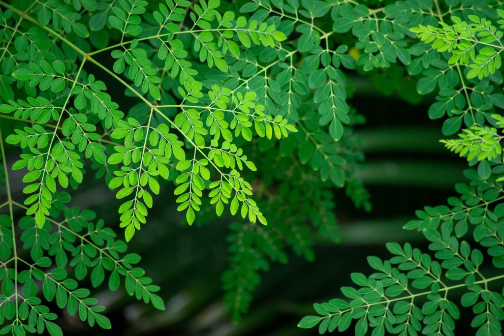 NP Nutra Ingredient of the Month: Moringa – NP Nutra® – Wholesale Bulk ...