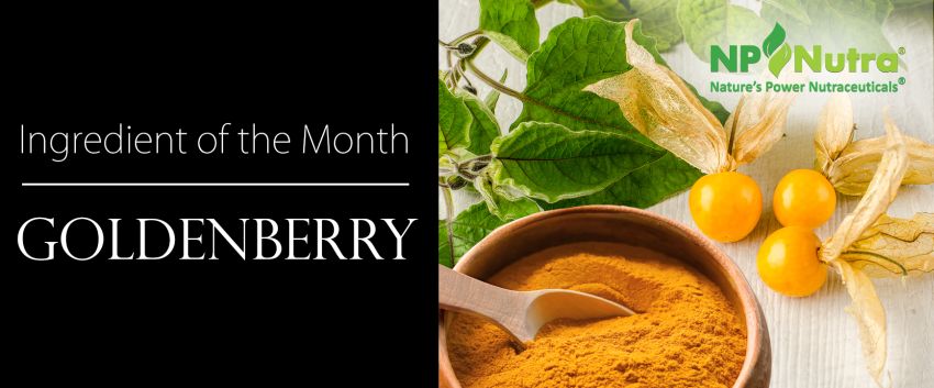 NP Nutra Ingredient of the Month: Goldenberry - NP Nutra® - Wholesale ...