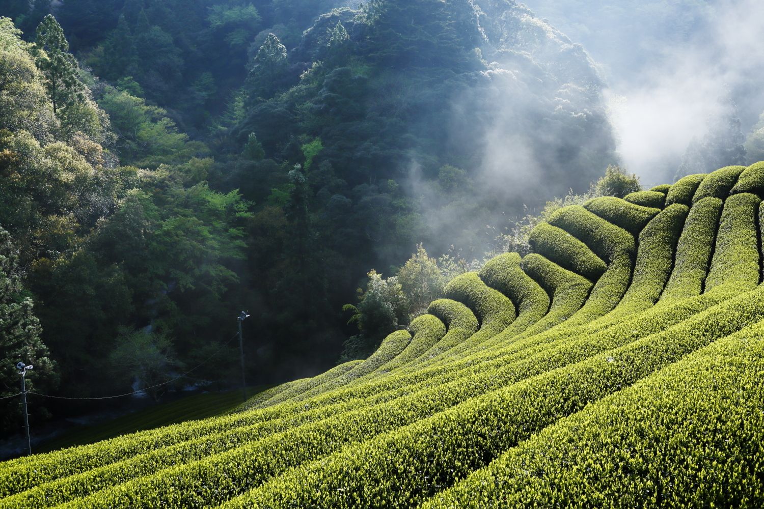 NP Nutra Ingredient of the Month: Matcha Green Tea Premium – NP Nutra ...