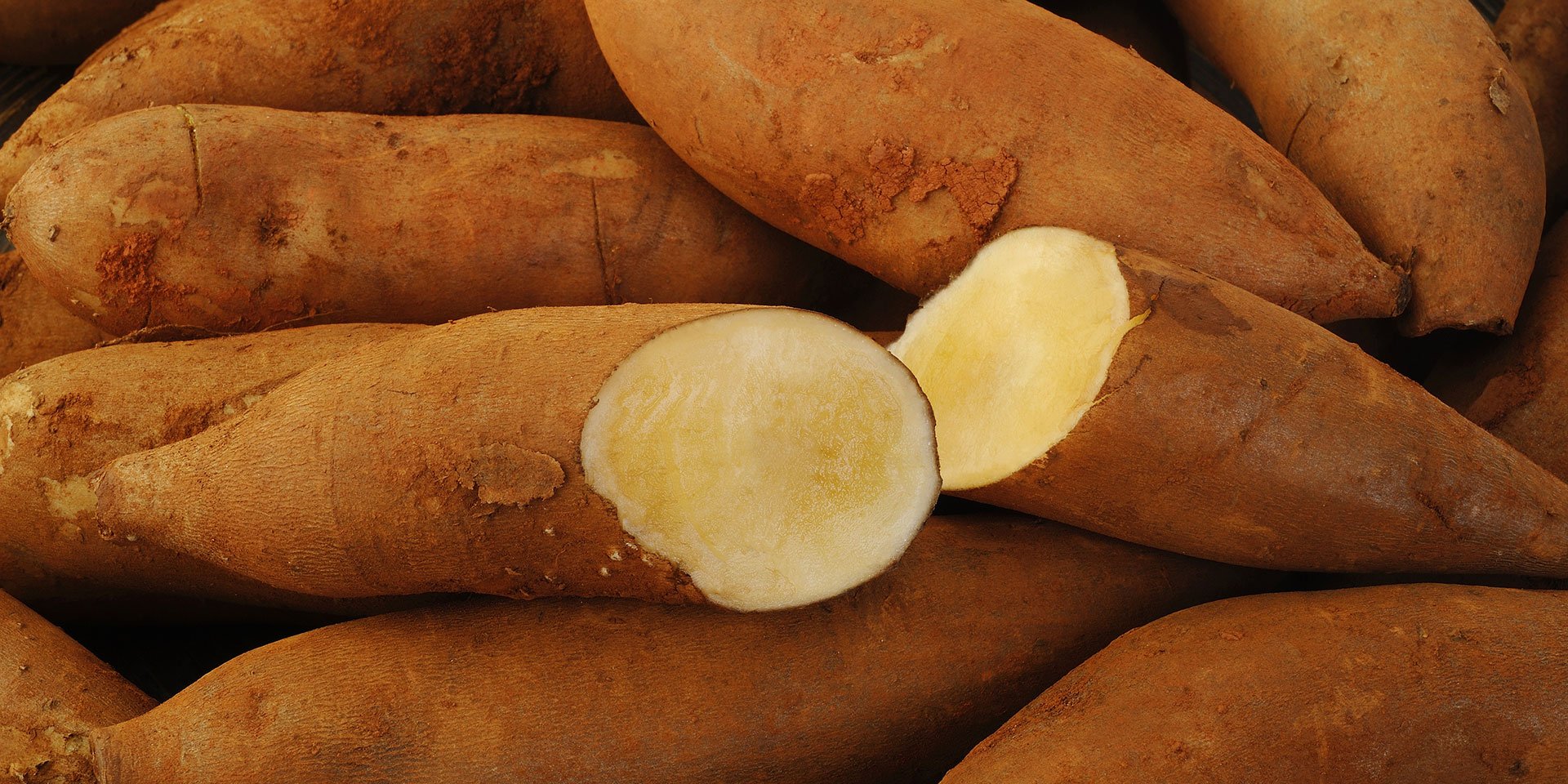 NP Nutra Ingredient of the Month: Yacon - NP Nutra® - Wholesale Bulk ...